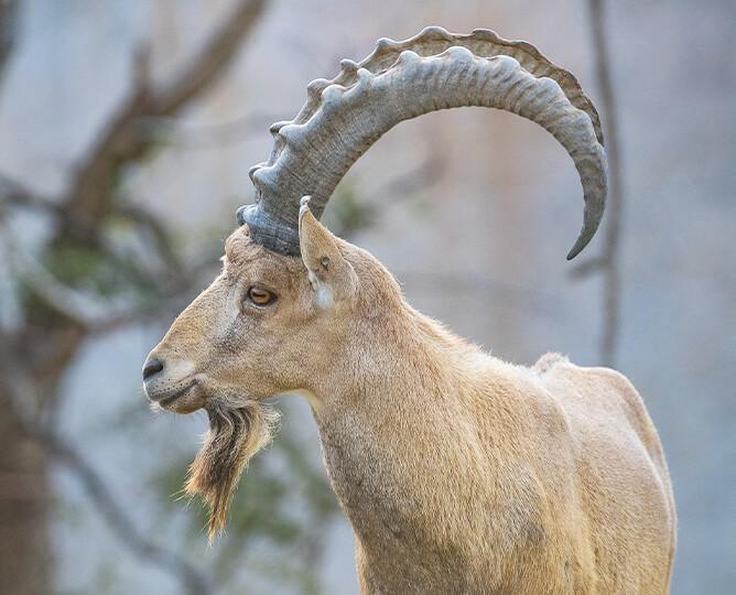 Wildlife | San Diego Zoo