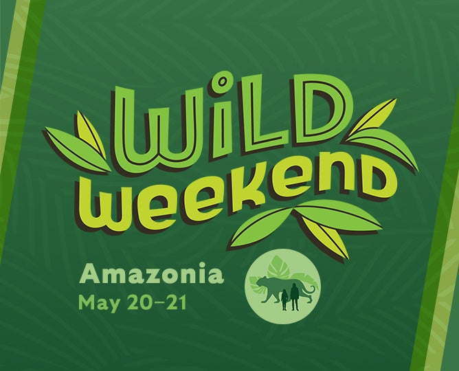Wild Weekend Amazonia | San Diego Zoo